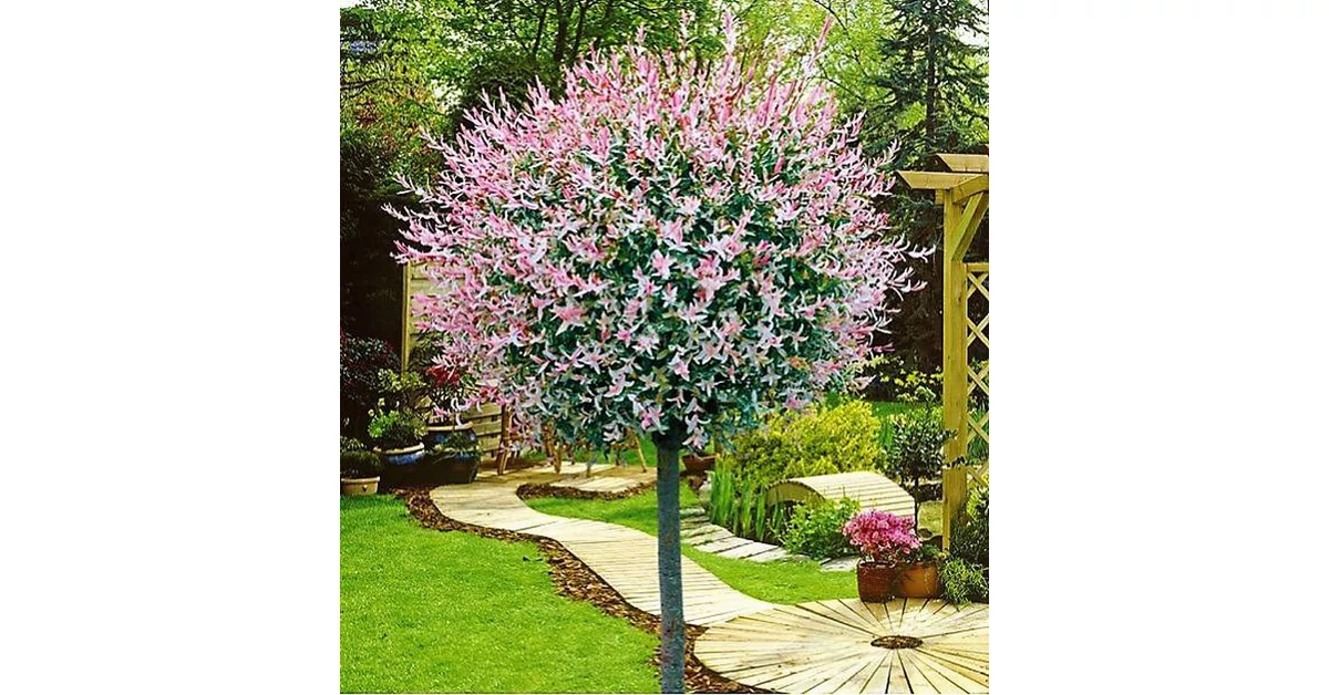 Díszfák, egzotikumok - Császárfa Kertészet - Dísznövény webáruház