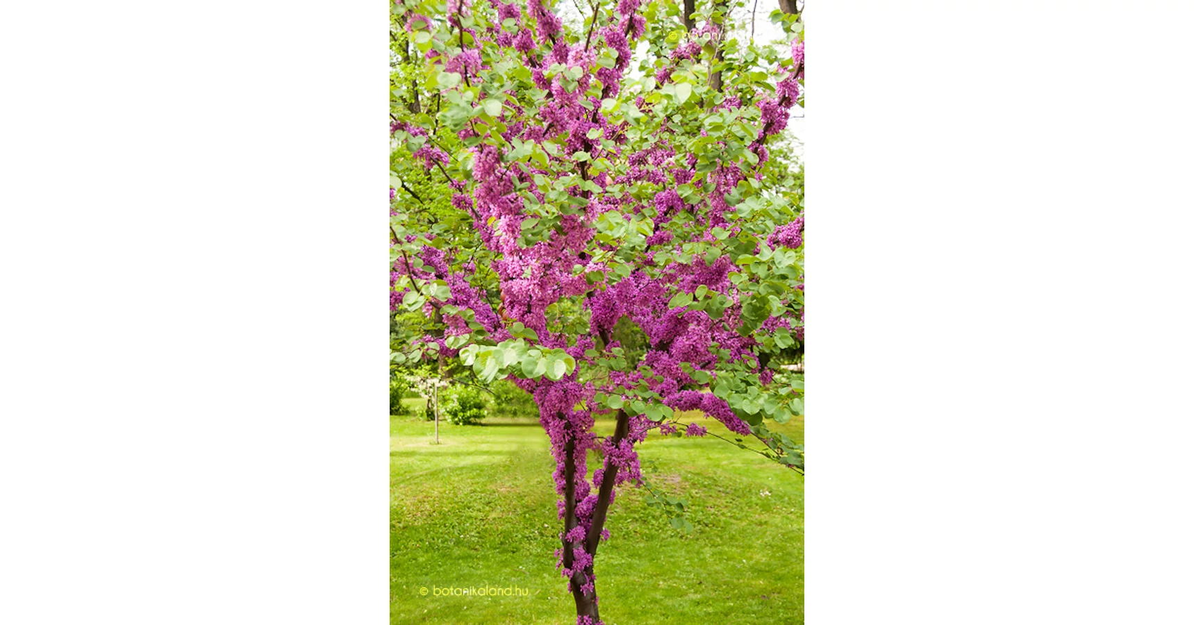 Közönséges júdásfa - Cercis siliquastrum