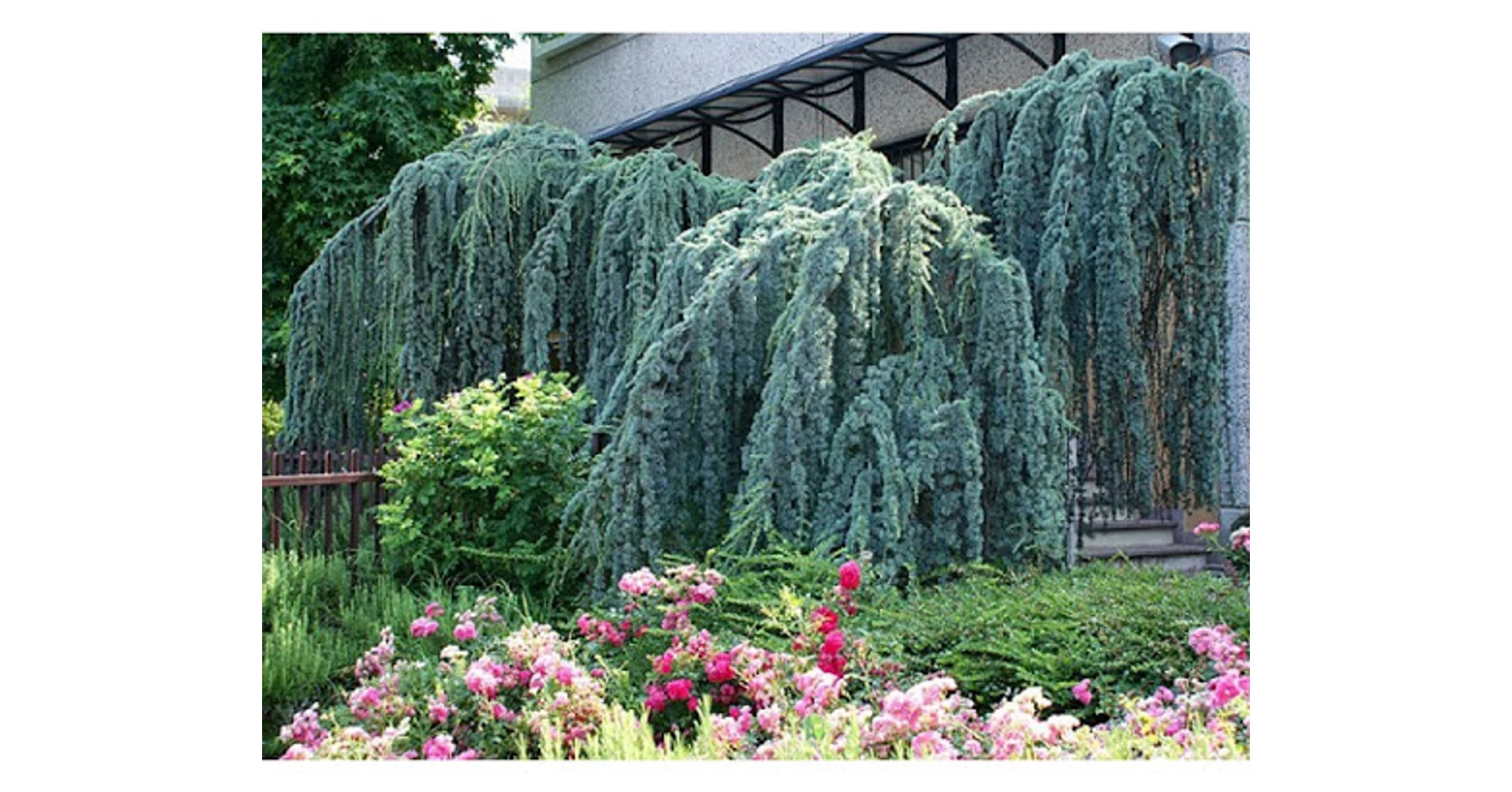 Kék csüngő atlasz cédrus 150-175 cm (Cedrus atlantica Glauca Pendula)