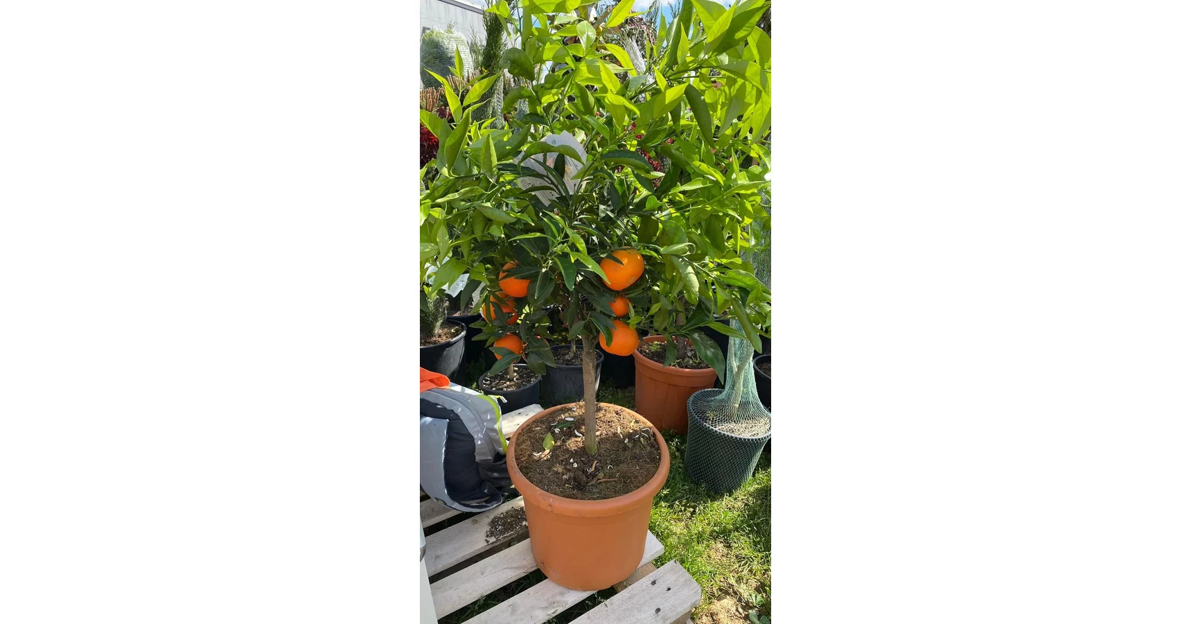 Mandarinfa Citrus reticulata