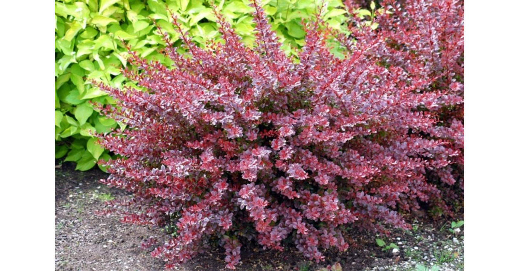 Bordó levelű japán borbolya (Berberis thunbergii Carmen)