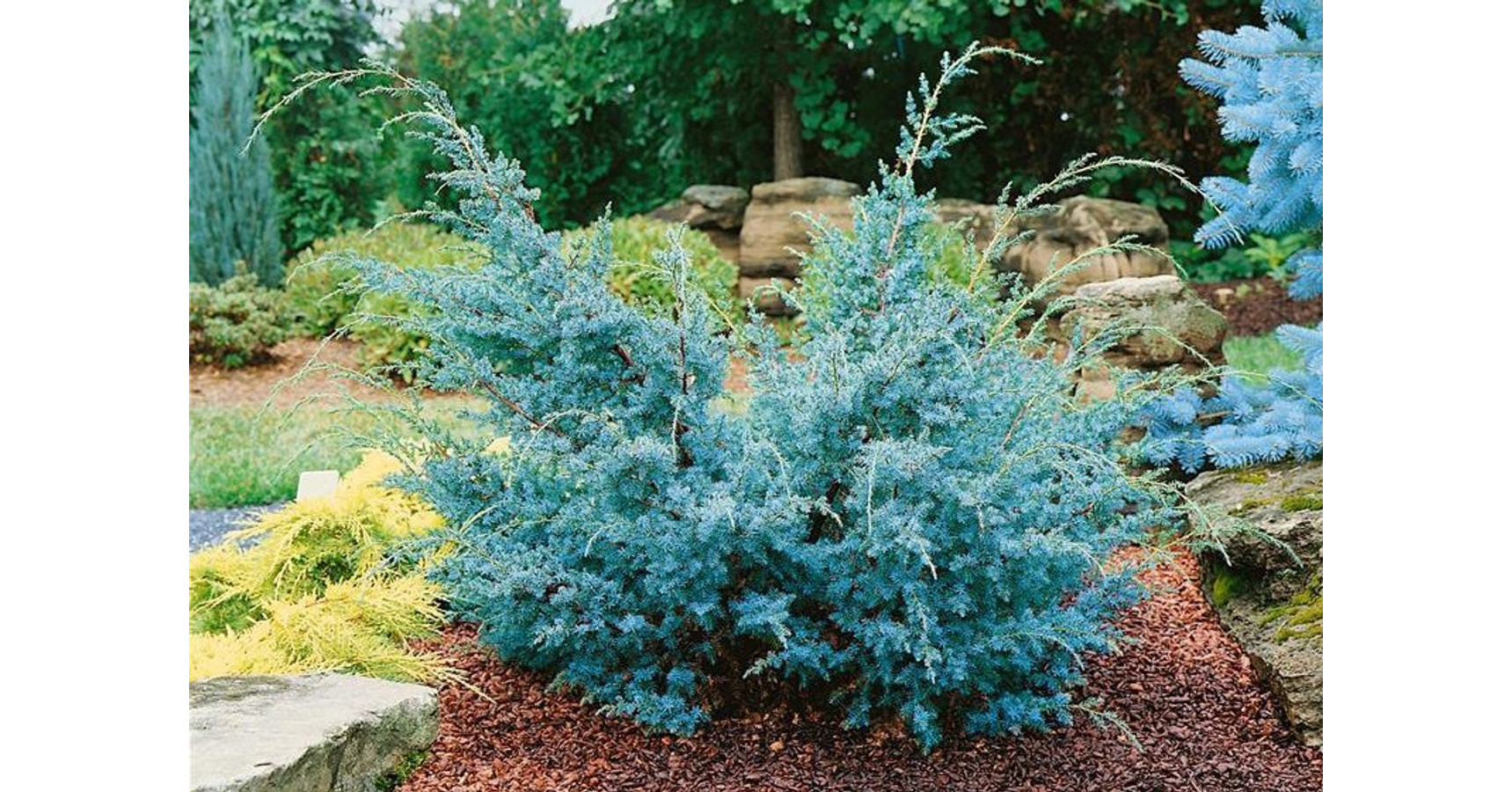 Ezüstkék kínai boróka (JUNIPERUS CHINENSIS BLUE ALPS)