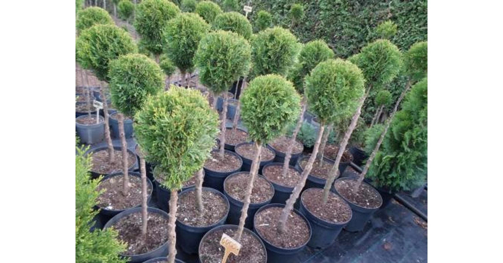 Törzses gömb tuja többféle(THUJA OCCIDENTALIS COLUMNA TÖRZSES)