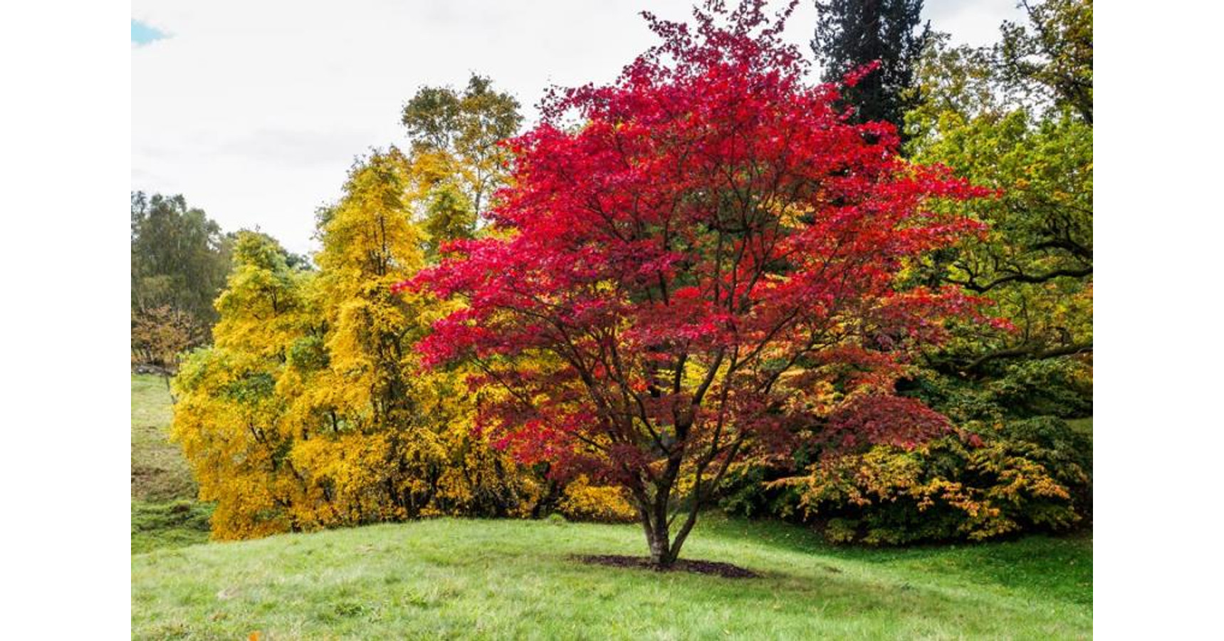 Vöröslevelű japán juhar 80-100 cm - Acer palmatum
