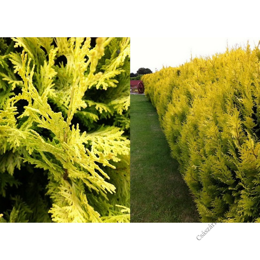 Aranysárga Leylandi ciprus 30-40 cm (CUPRESSOCYPARIS LEYLANDII GOLD RIDER)
